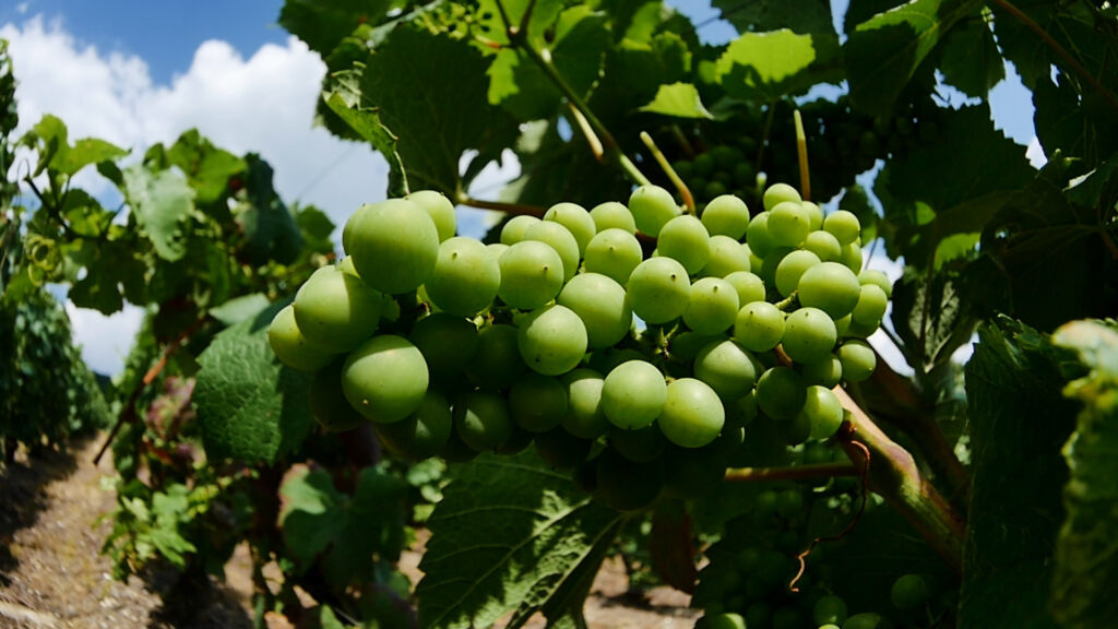 Chardonnay: The World’s Most Popular White Wine Grape