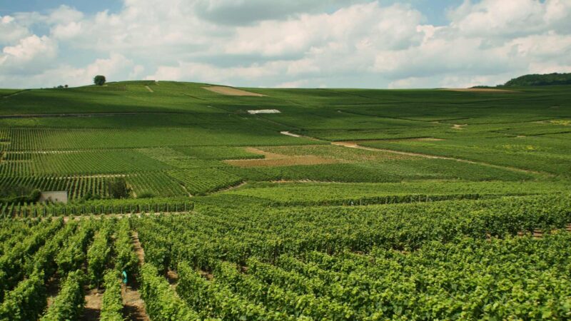 What Is Champagne? SOMM TV’s 101 Guide to the Basics