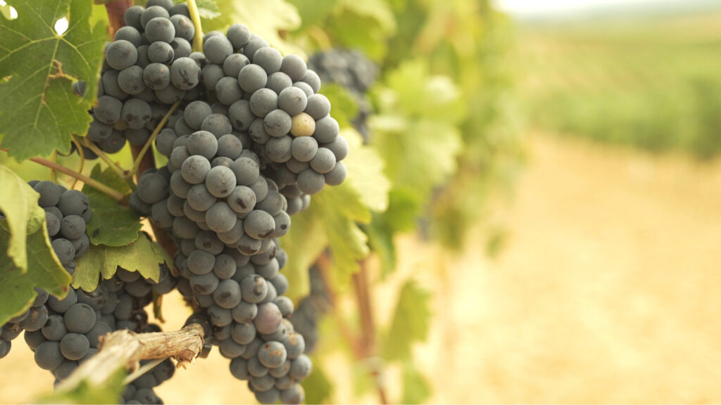 Grenache: The Hero Grape of Hot Climates - SOMM TV Magazine