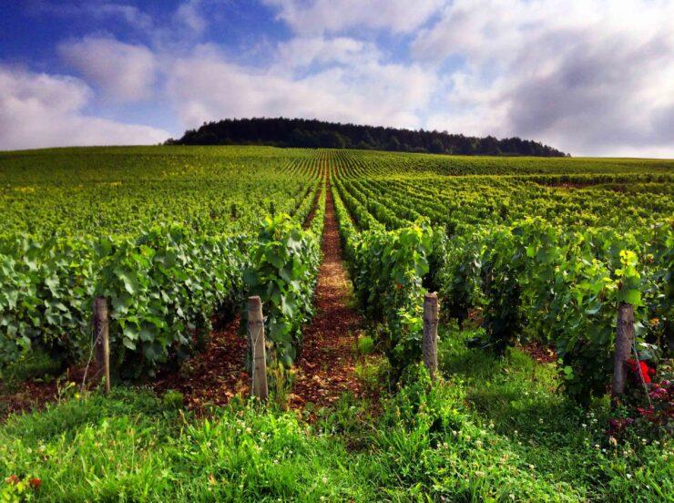 Ultimate Guide to the Burgundy Wine Classification System - SOMM TV ...