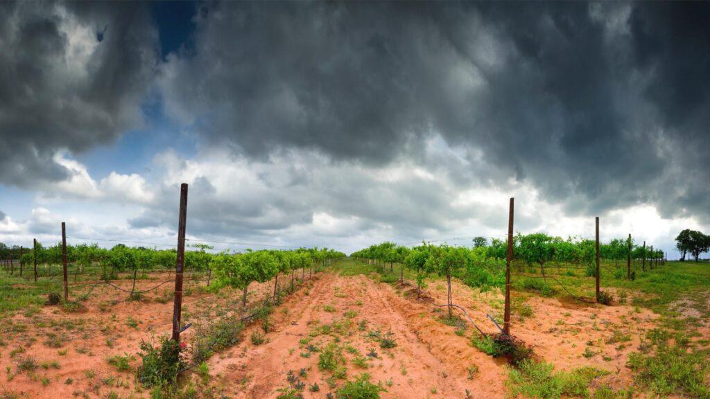 Prospects and Perils Facing Texas High Plains AVA Wine Production ...