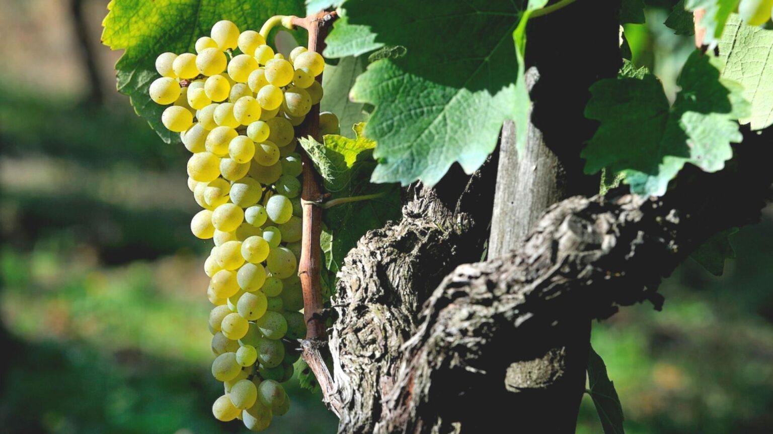 Falanghina: A Tale of Two Grapes With One Name - SOMM TV Magazine