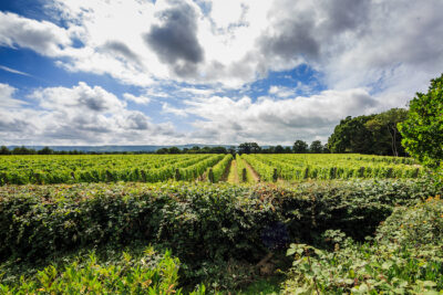 How Ridgeview Wine Estate Uses Sustainability to Pioneer English ...