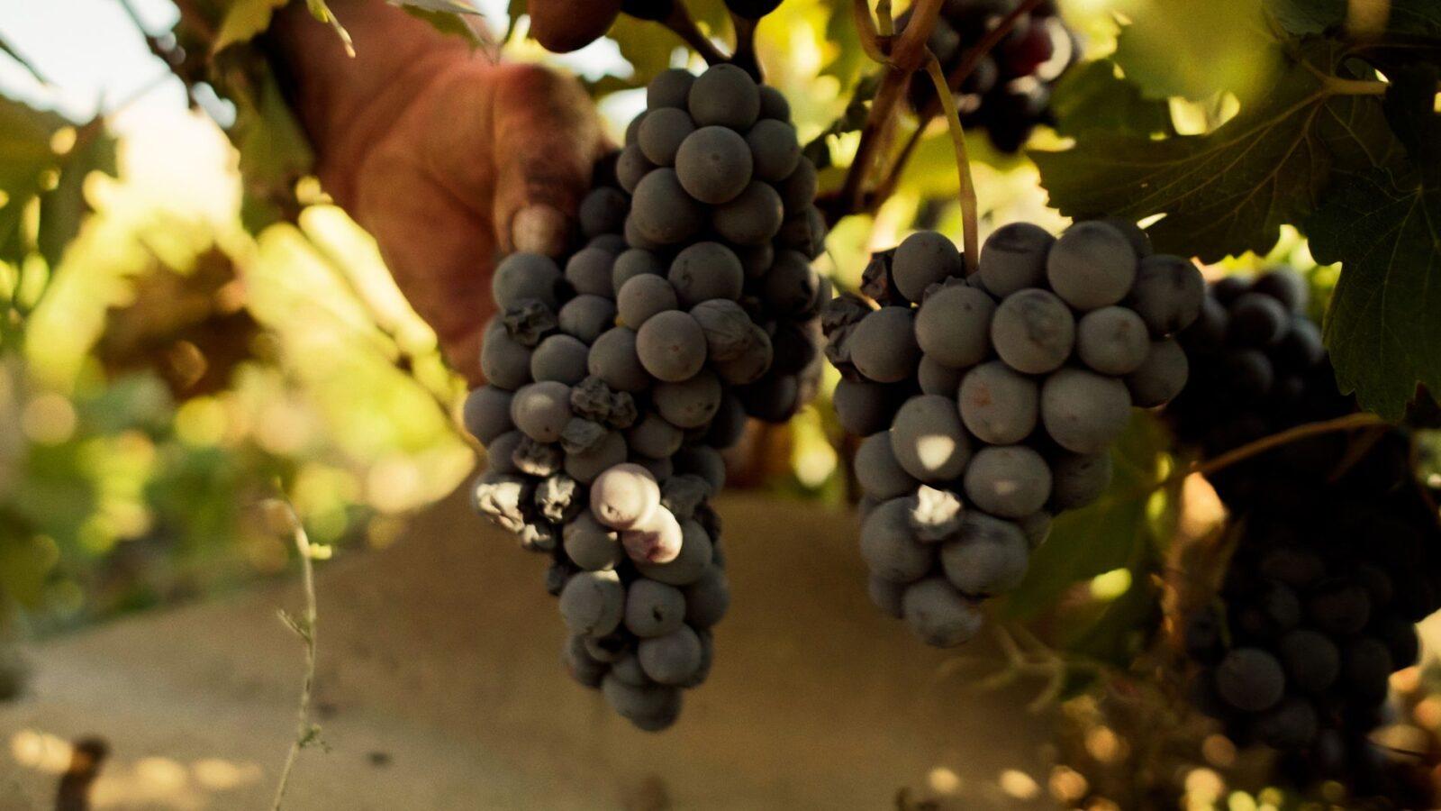 Areni: Armenia’s Most Storied and Fascinating Grape Variety
